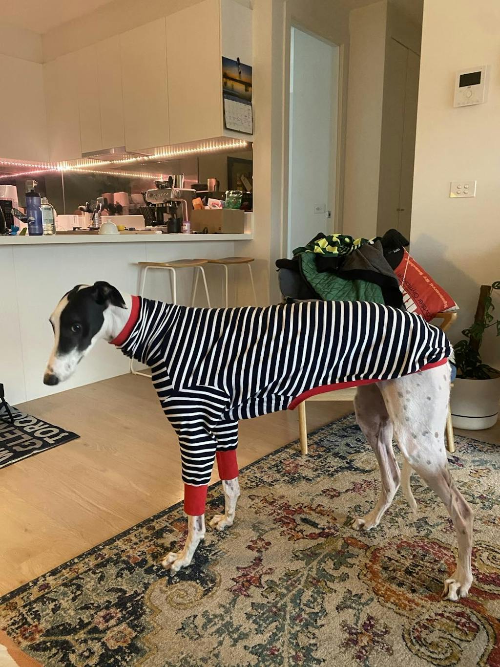 The Aussie Greyhound Long Sleeve Hound-Tee – Hound-Tees®