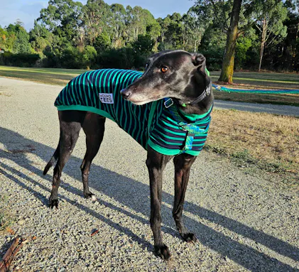 Italiensk Greyhound Kermit