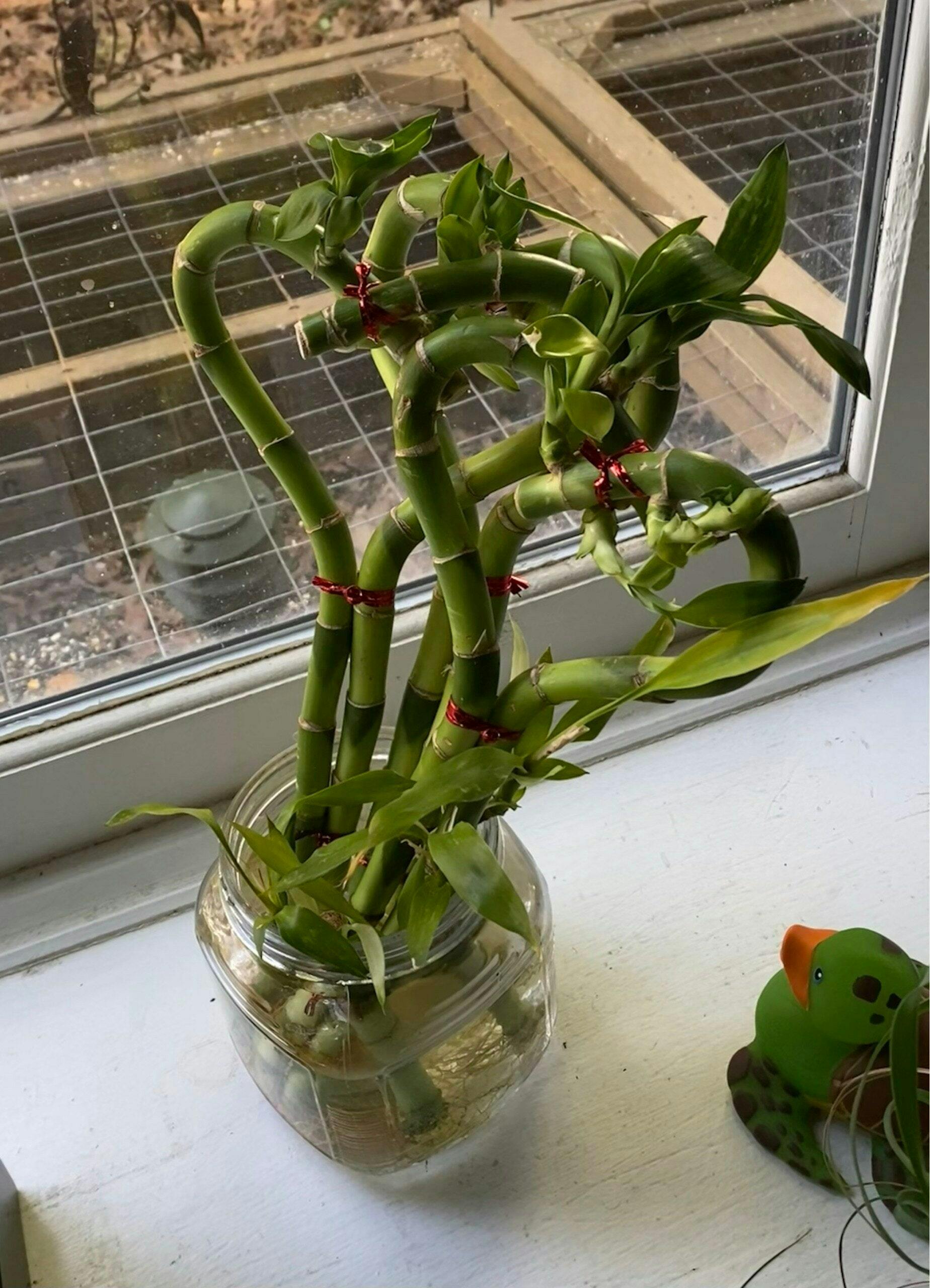 Live Lucky Bamboo 10” Heart Shape Bamboo Plant – Houseplants New York ...