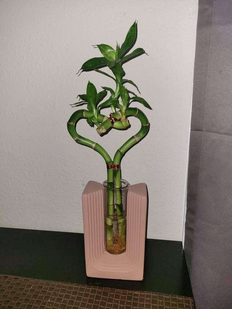 Live Lucky Bamboo 10” Heart Shape Bamboo Plant – Houseplants New York ...