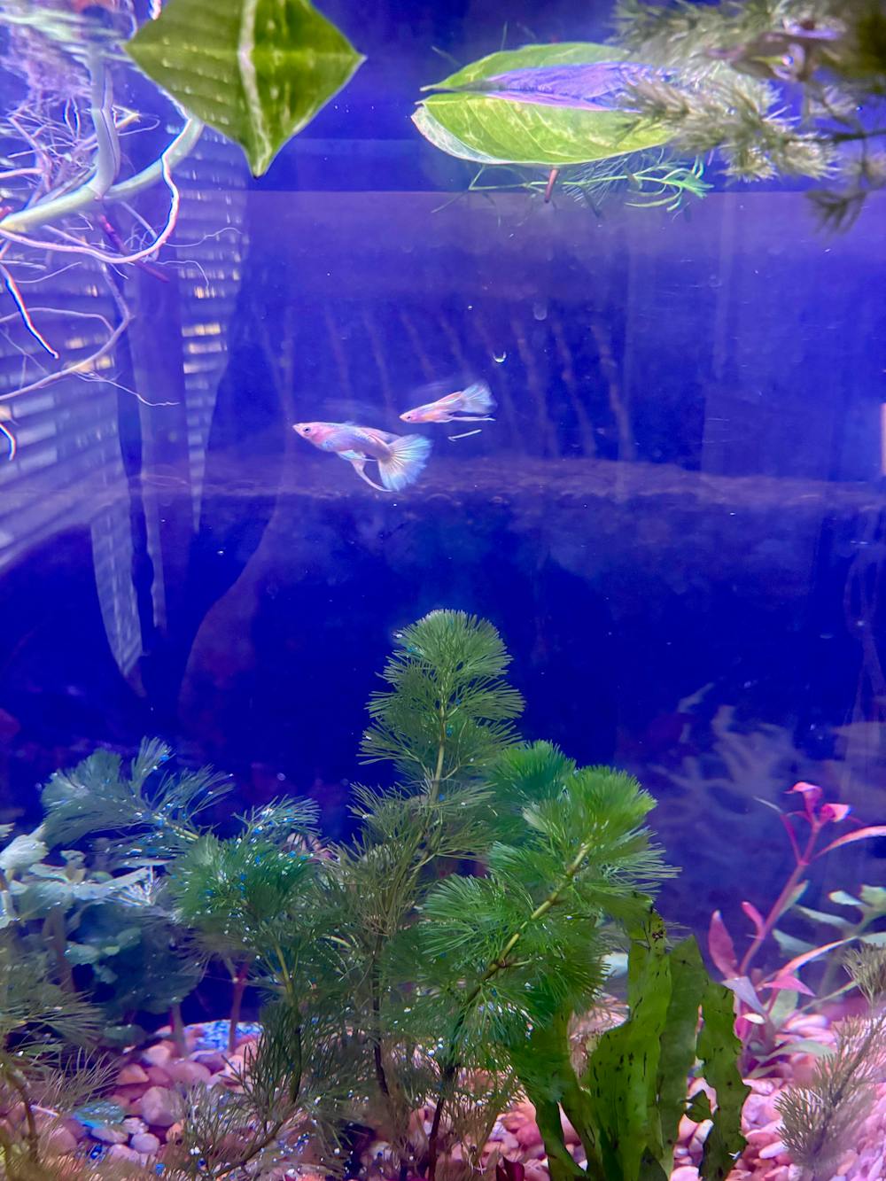 Houston Aqua - Tropical Fish Store