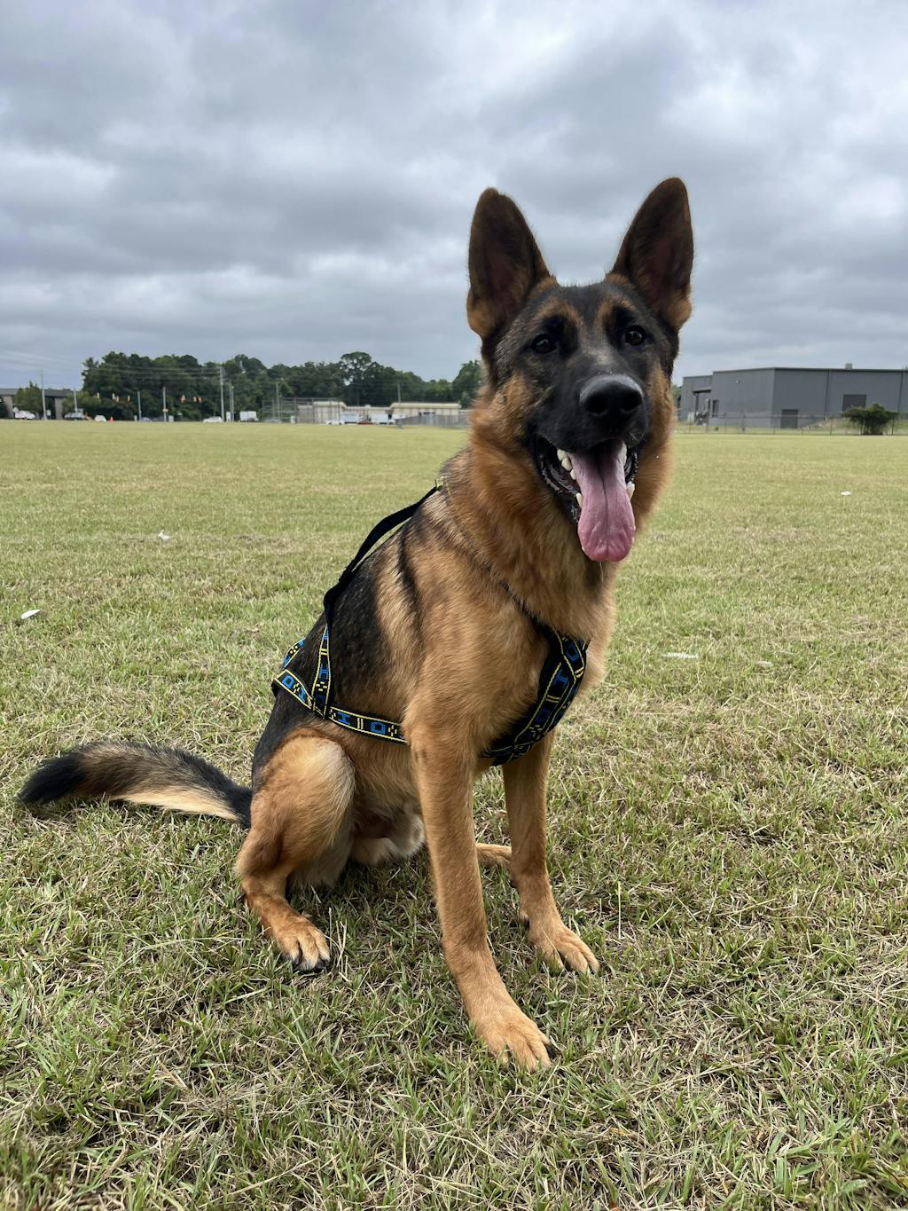 Standard Harness – Howling Dog Alaska