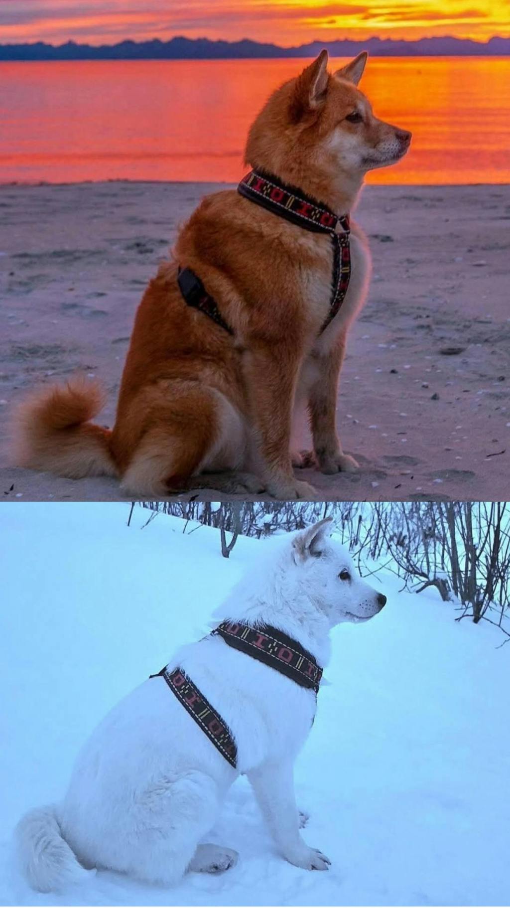 Distance Harness – Howling Dog Alaska