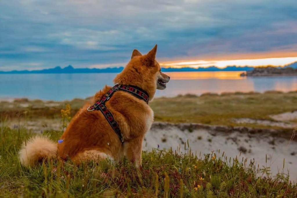 Distance Harness – Howling Dog Alaska