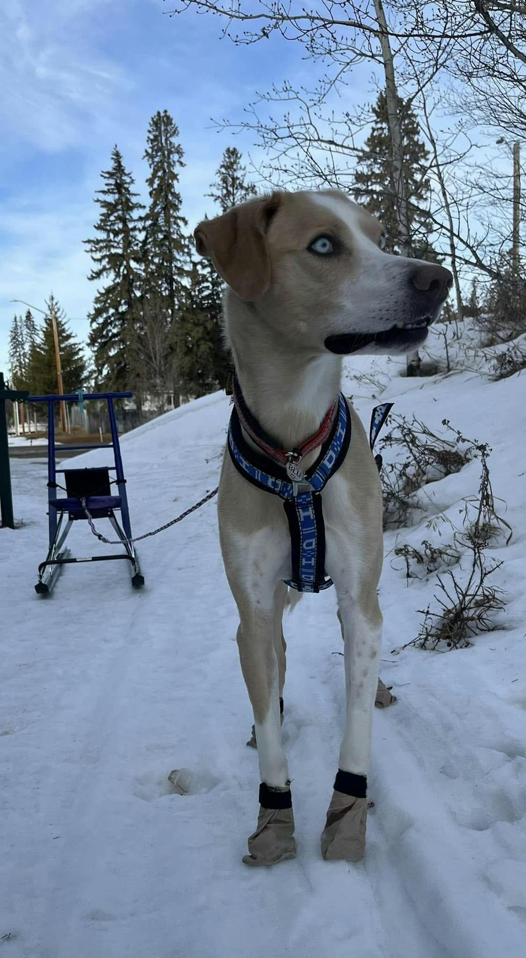 Distance Harness – Howling Dog Alaska