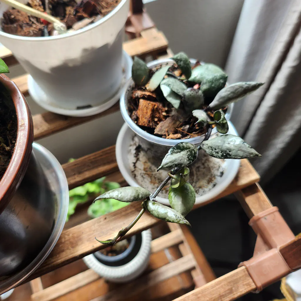 Hoya lacunosa 'Violet' – Hoya Cuttings