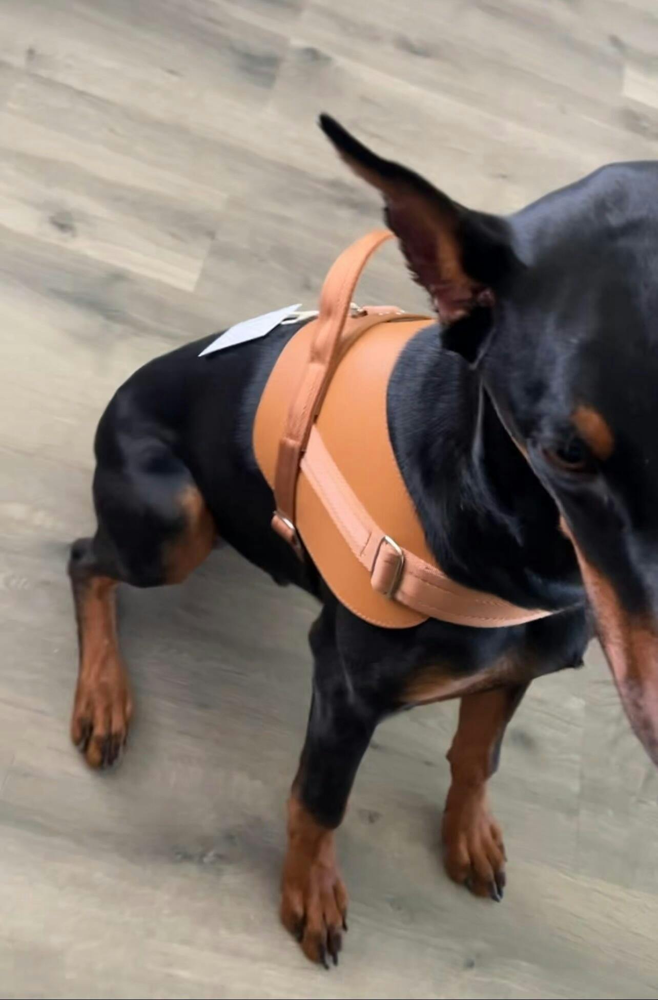 Saddle Harness - Burgundy – hozi