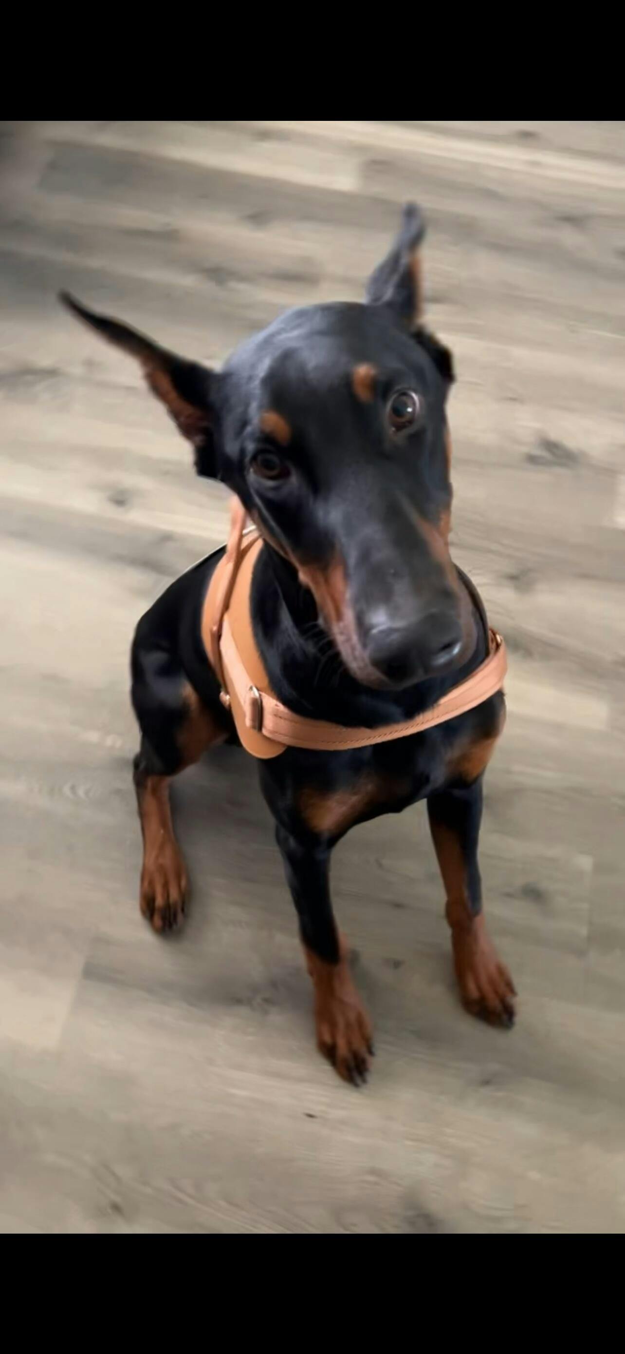 Saddle Harness - Burgundy – hozi