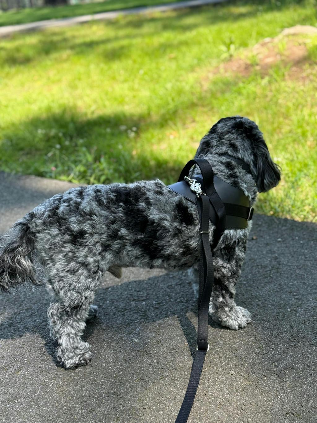 Saddle Harness : Burgundy – hozi