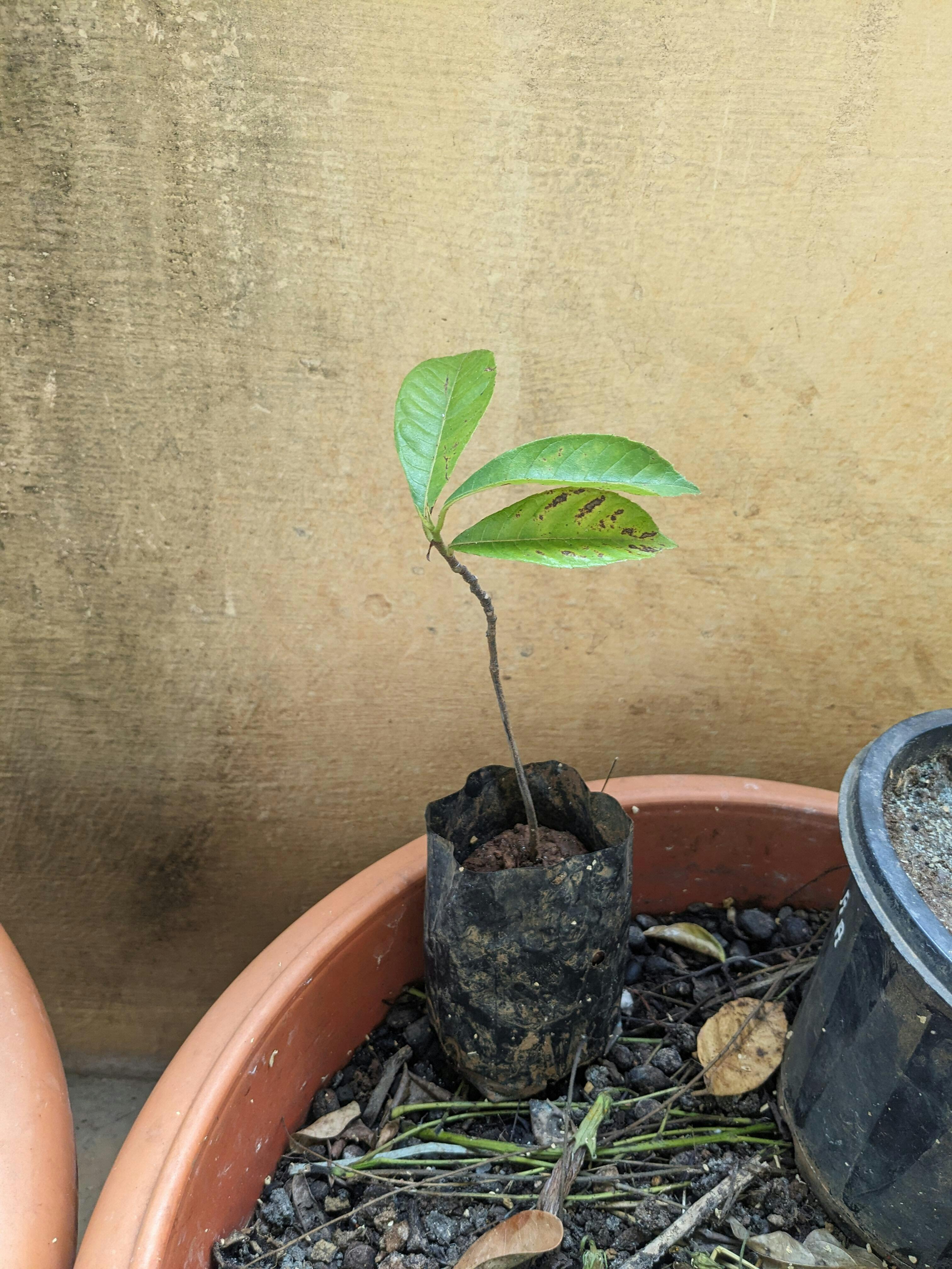 Wild Jackfruit / Anjili Chakka (Artocarpus Hirsutus) (Seedling) Fruit ...