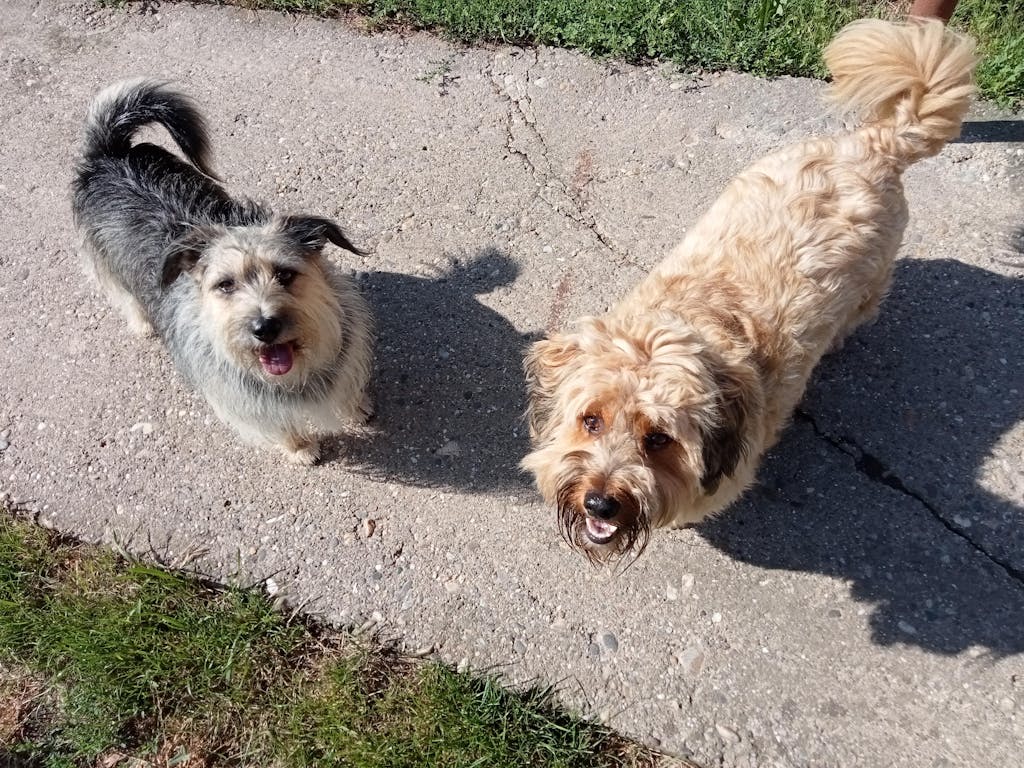 HUMAC® Natur AFM: Zlepšite zdravie a imunitu vášho miláčika! – HUMAC.sk