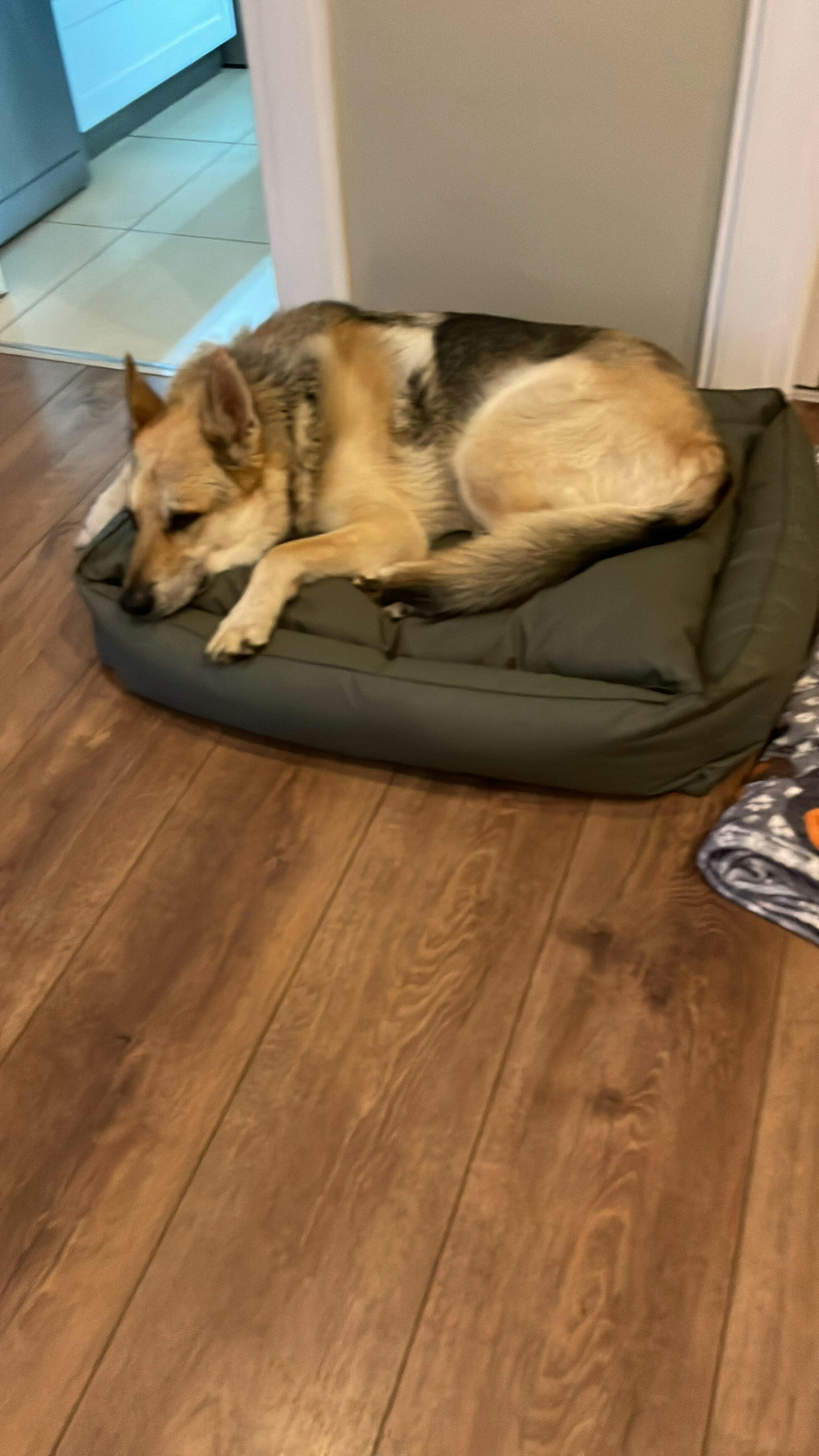 Huntlea Kalahari Slumber Dog Bed – HUNTLEA