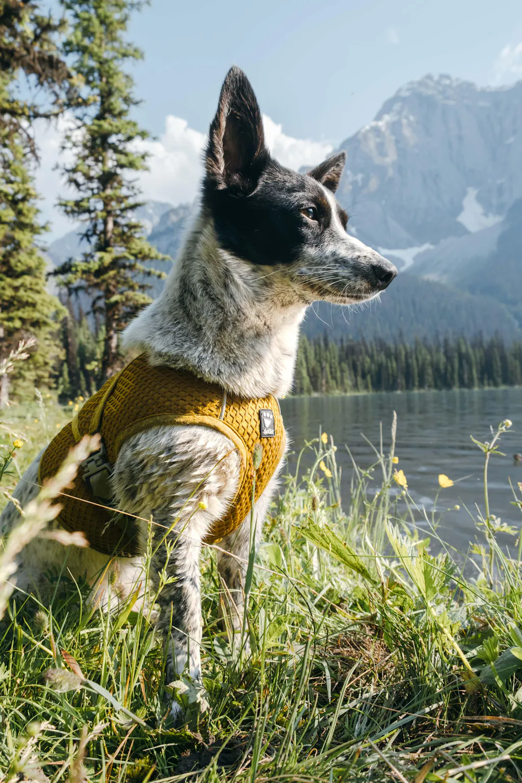 Cooling Wrap dog cooling vest - Hurtta.com