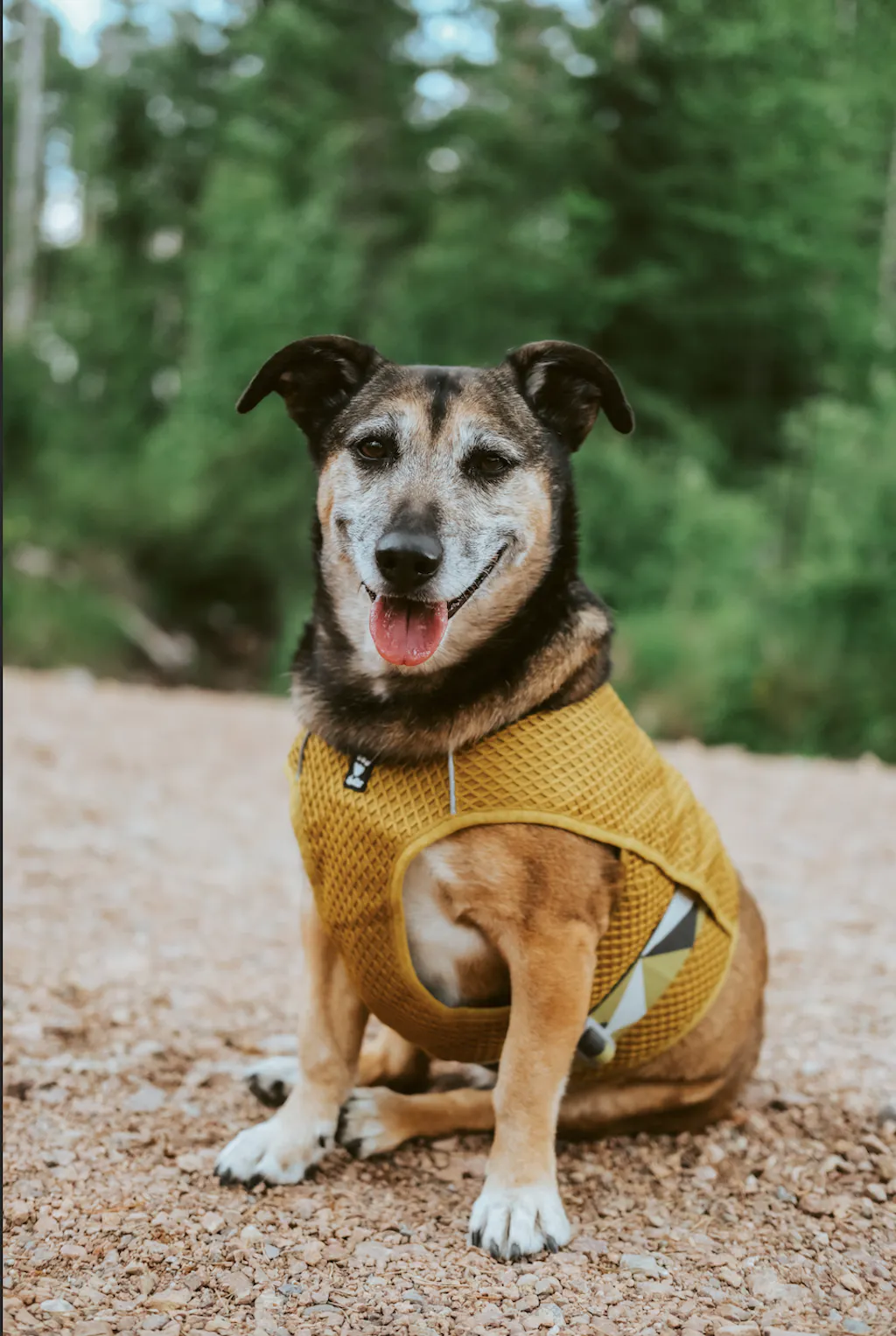 Cooling Wrap dog cooling vest - Hurtta.com