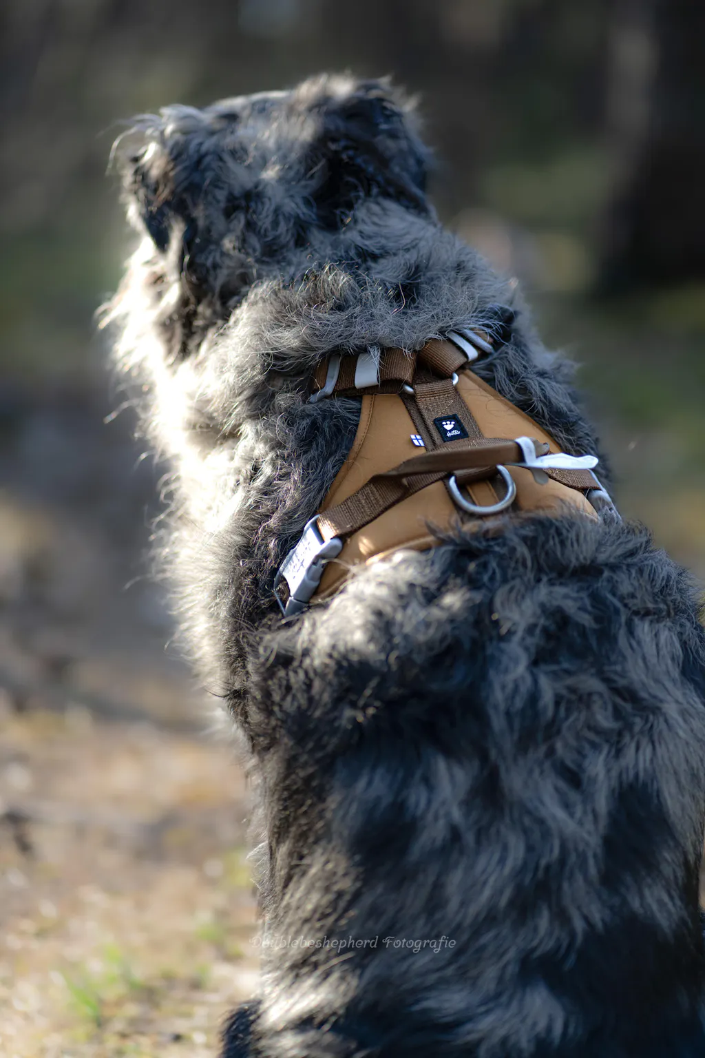 Hurtta Weekend Warrior Dog Harness II ECO – Hurtta.com