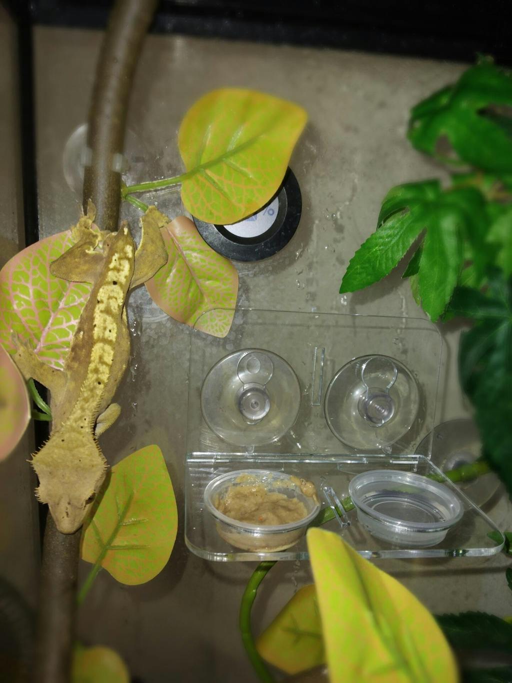 Gecko Food Ledge - Small Cup - Suction – I Heart Geckos