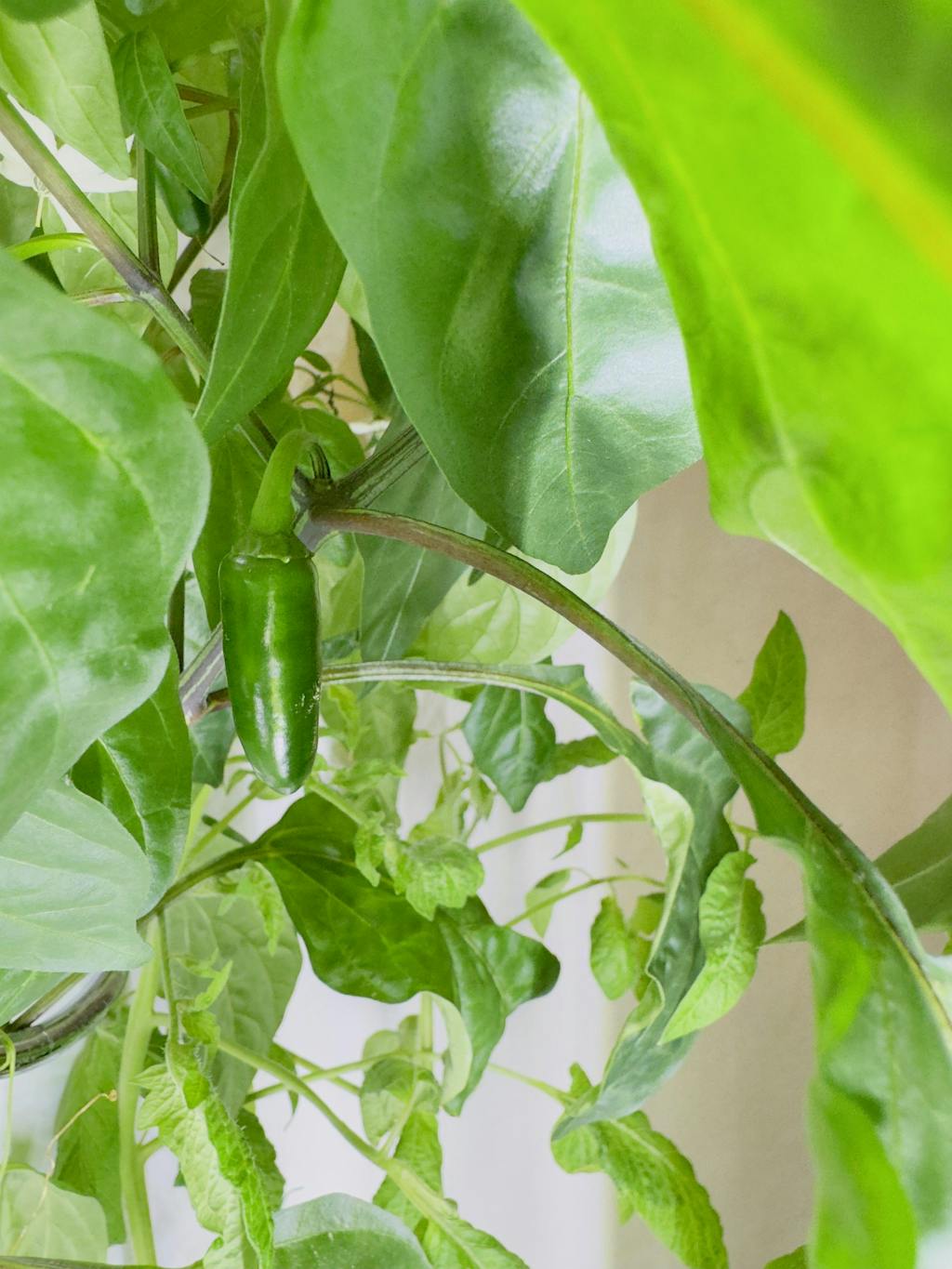 The iHarvest® Complete Package | Indoor garden system kit – IGWorks