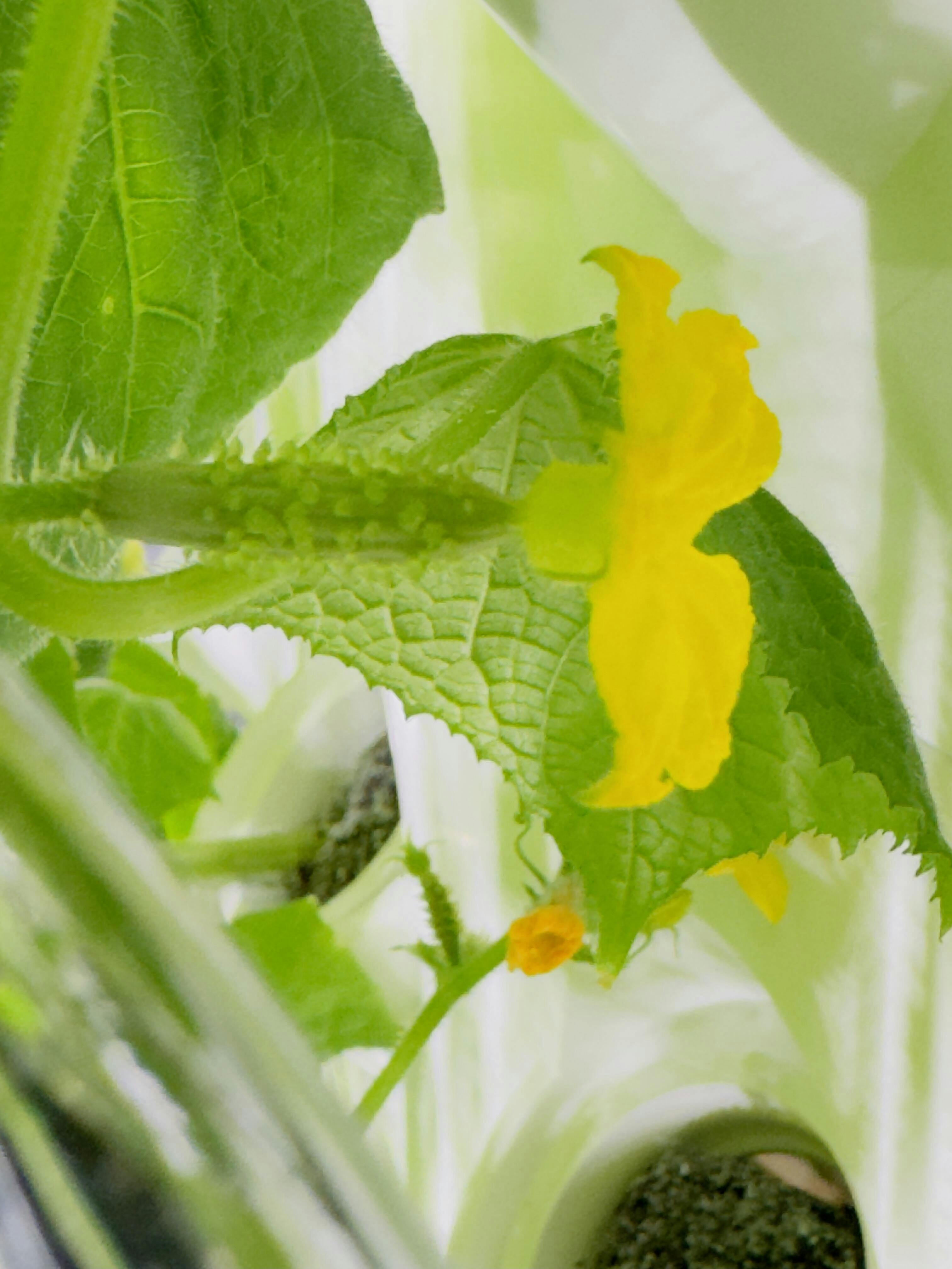 The iHarvest® Complete Package | Indoor garden system kit – IGWorks