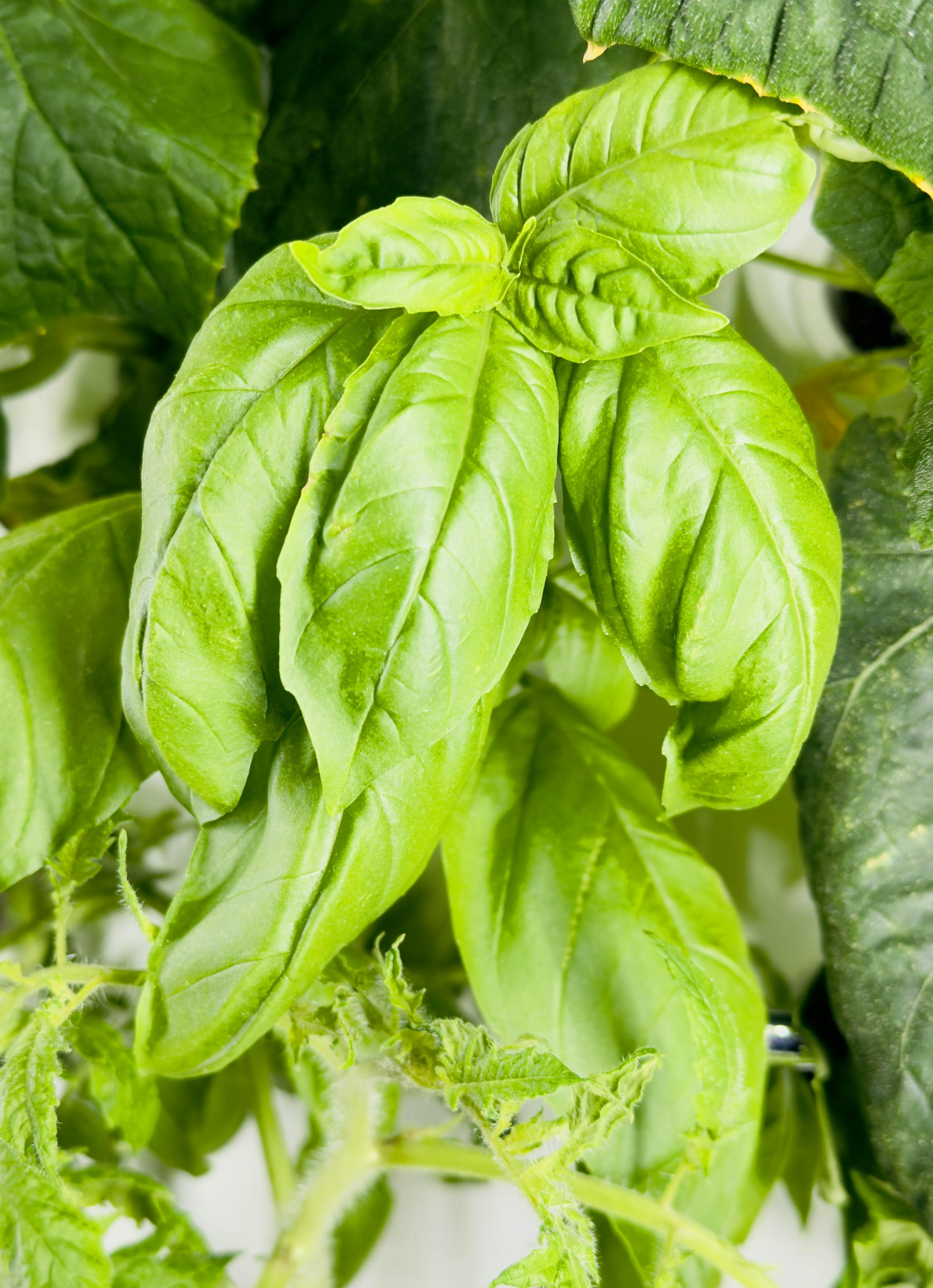 The iHarvest® Complete Package | Indoor garden system kit – IGWorks