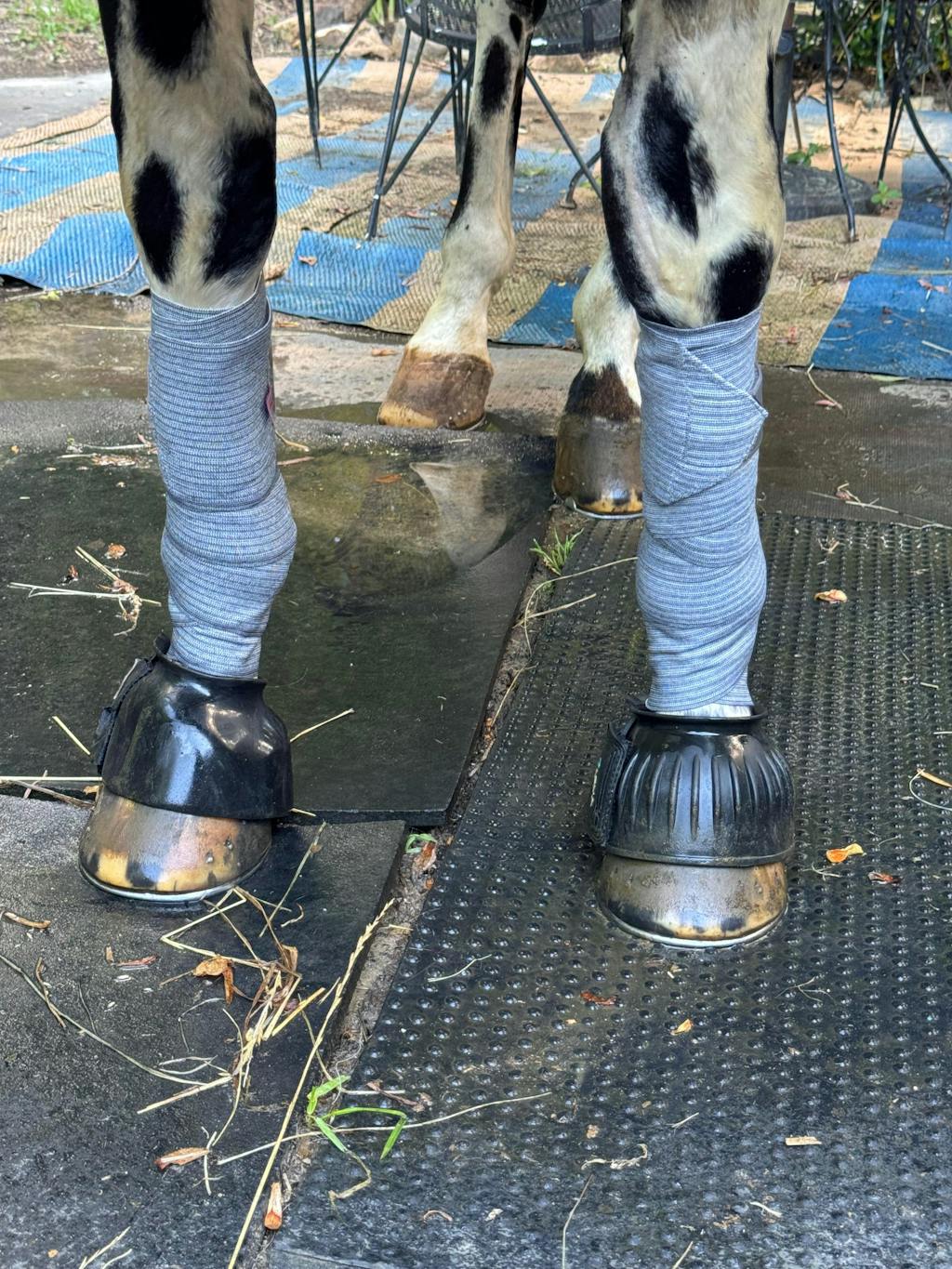 Incrediwear Equine Circulation Bandages / Wearable anti-inflammatory