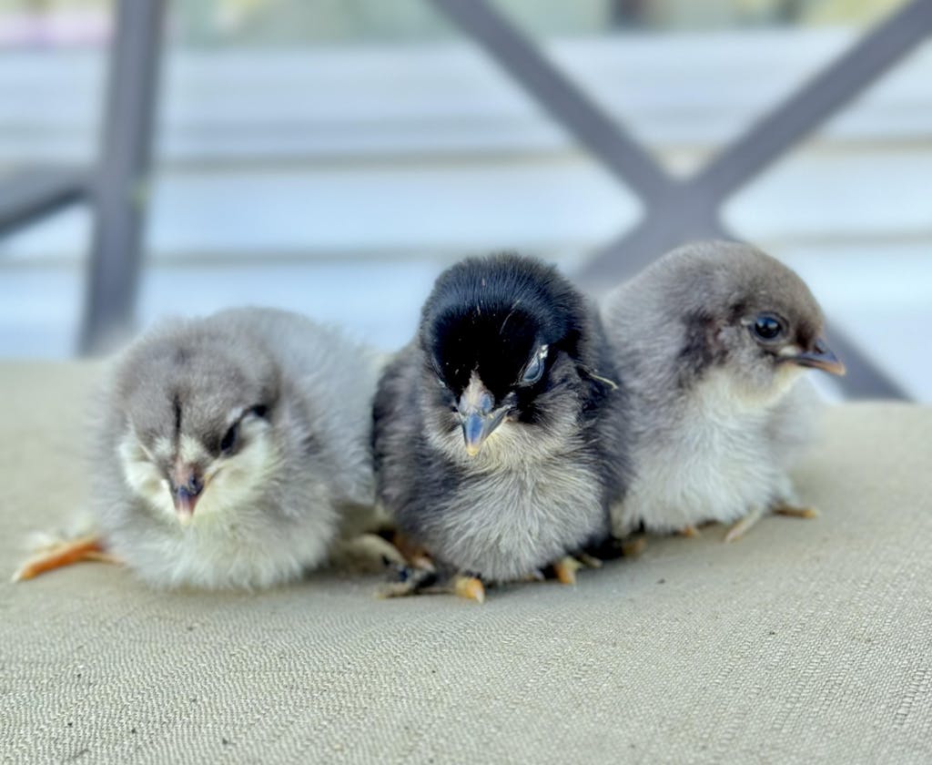 HumidiKit™ Automatic Incubator Humidifier with Digital Hygrostat ...