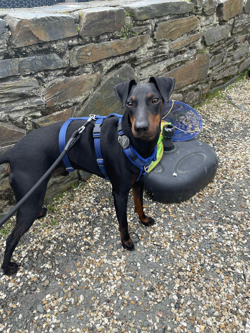 Escape Proof Adjustable Houdini Harness - Fleece Lined – Indi-Dog