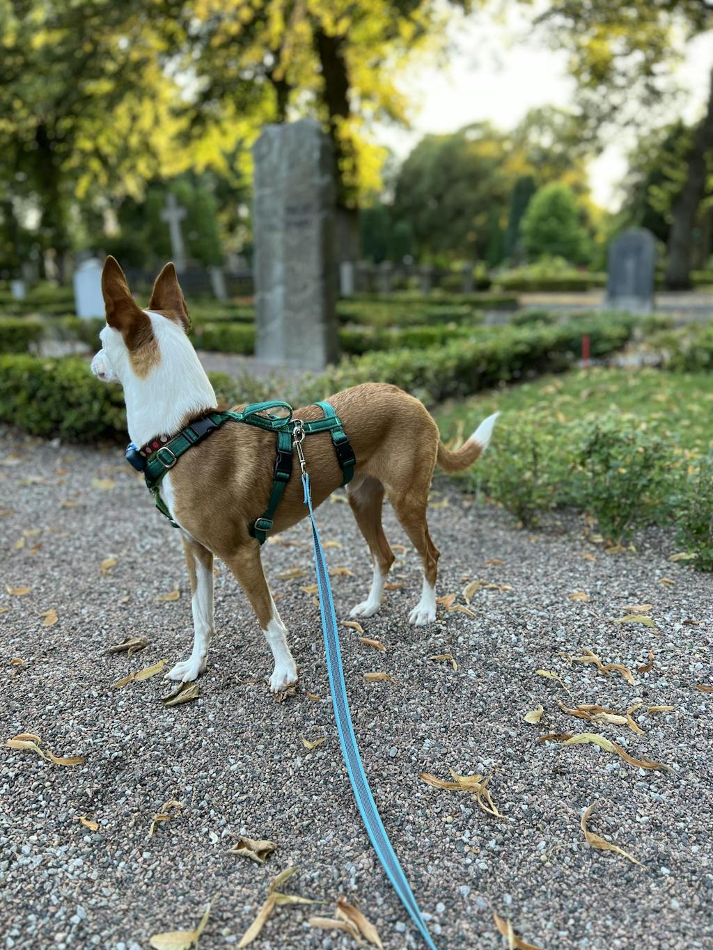 Escape Proof Adjustable Houdini Harness - Fleece Lined – Indi-Dog