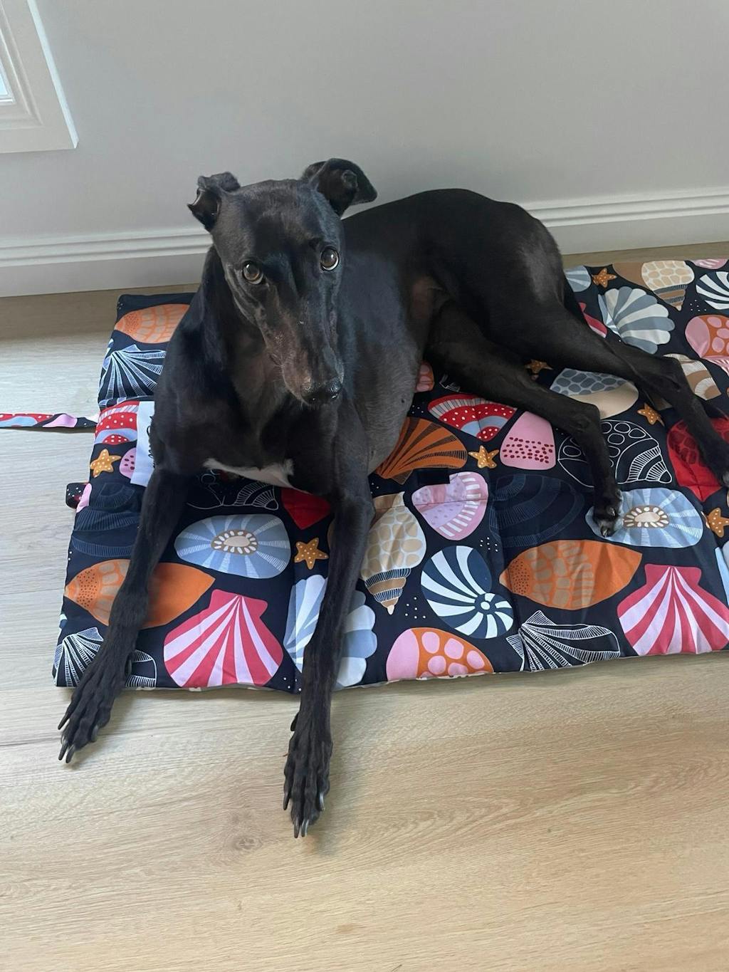 Waterproof Dog Mat | Daydream Shells Dog Travel Mat — Indie Boho