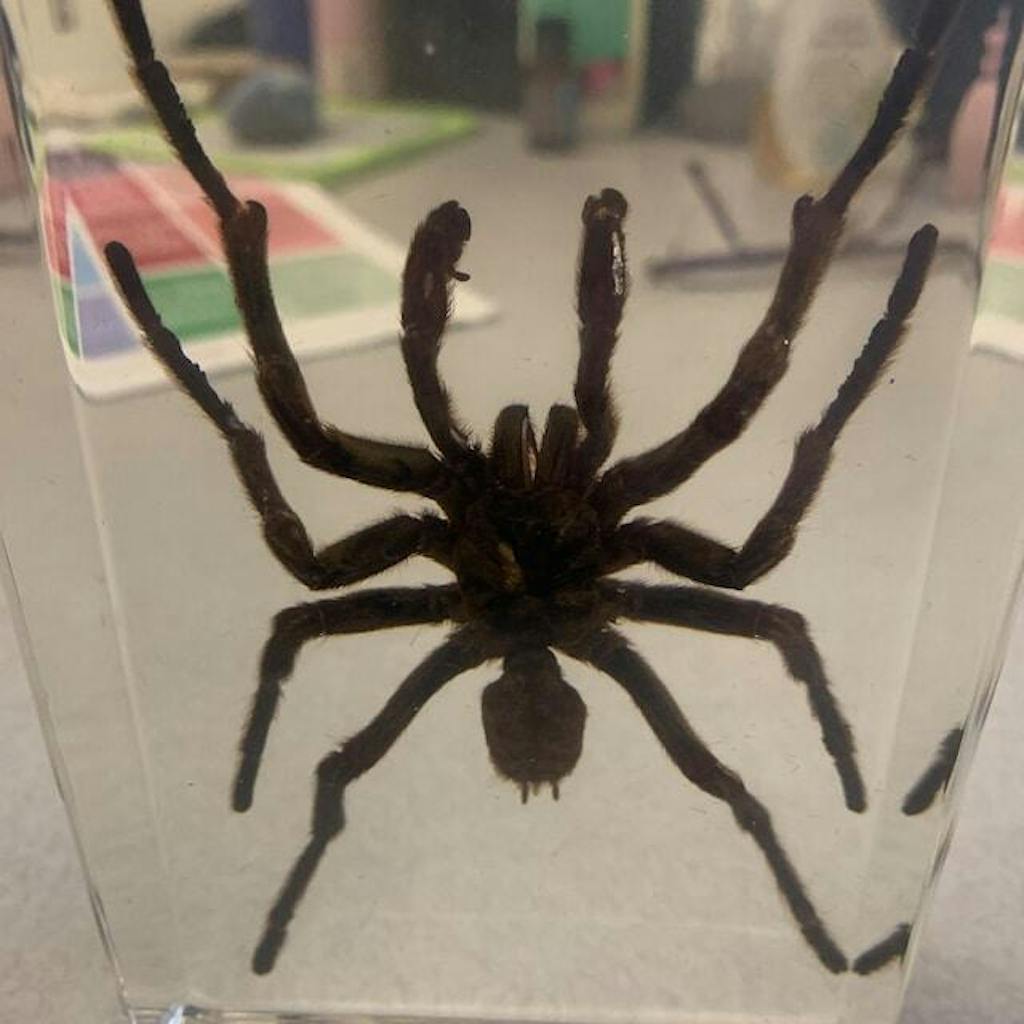 Chinese Bird Spider in Resin, Ornithoctonus huwena - Insects In Resin
