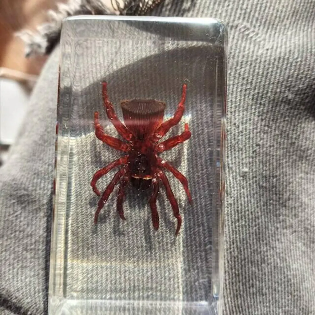Hourglass Spider in Resin, Cyclocosmia ricketti - Insects In Resin