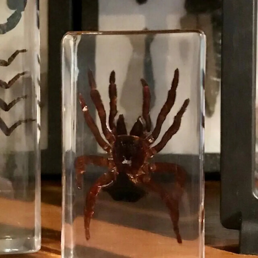 Hourglass Spider in Resin, Cyclocosmia ricketti - Insects In Resin