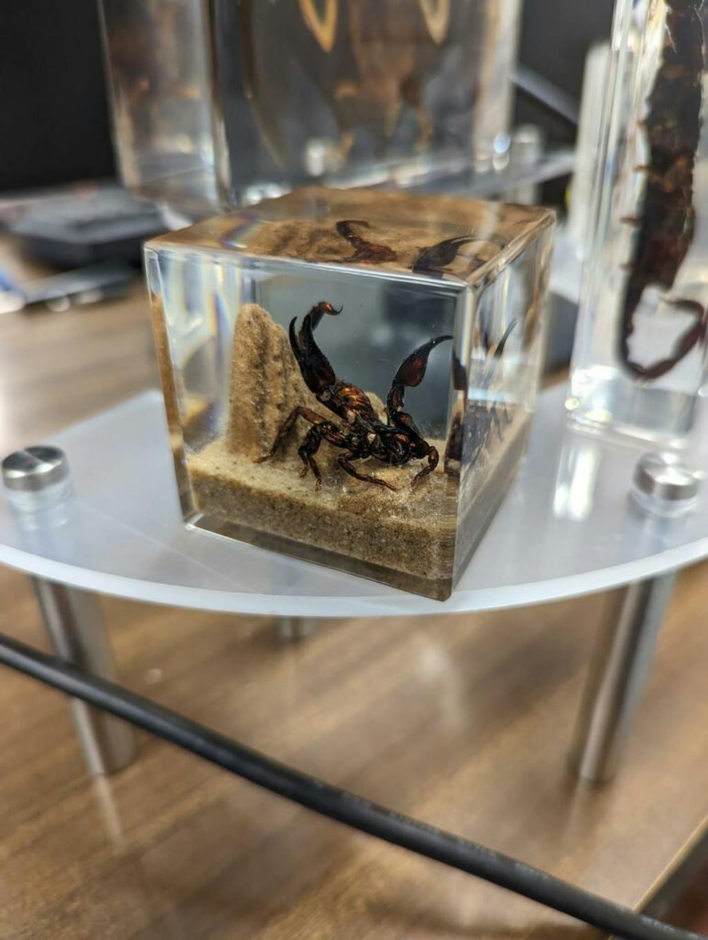 Scorpion in Resin, Scorpion Diorama Display, Herterometrus spinifer ...