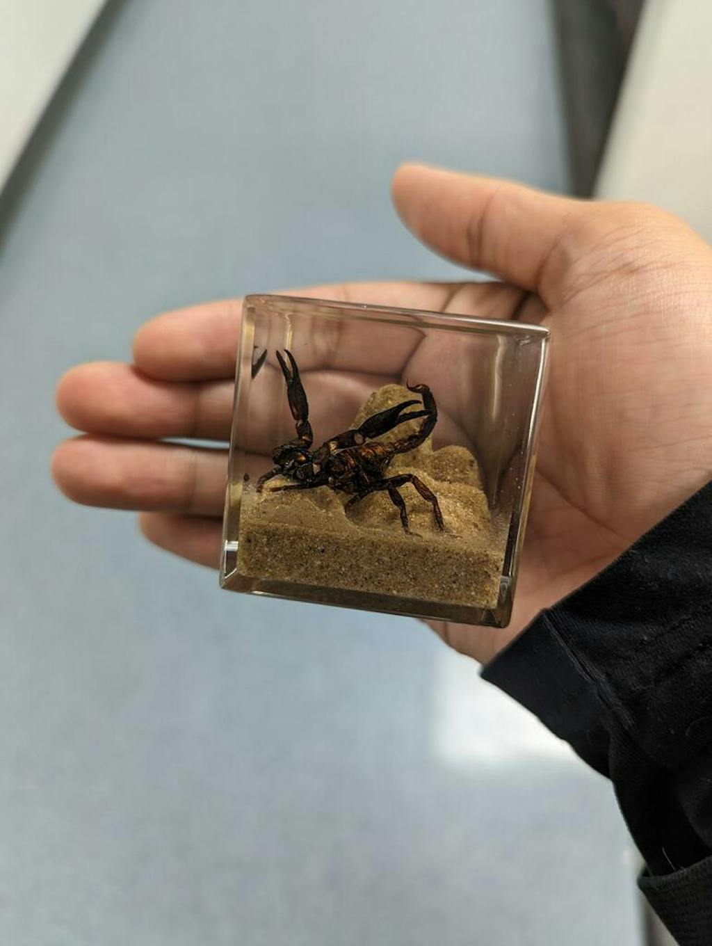 Scorpion in Resin, Scorpion Diorama Display, Herterometrus spinifer ...