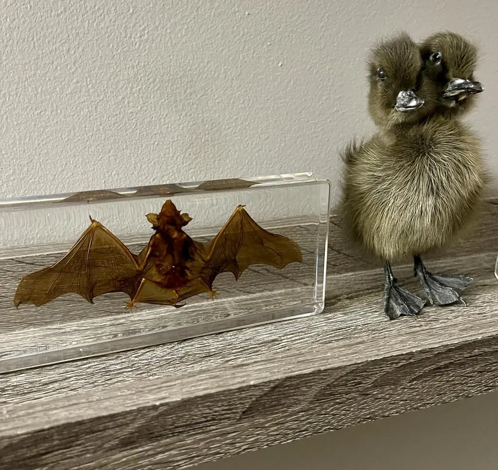 Two Headed Brown Taxidermy Duckling, Taxidermy Baby Duck, Anas ...