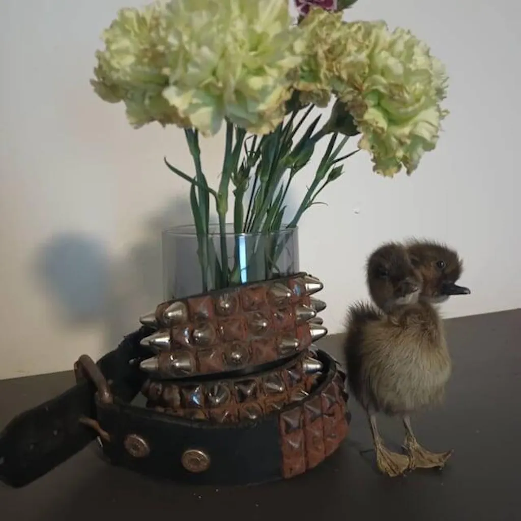 Two Headed Brown Taxidermy Duckling, Taxidermy Baby Duck, Anas ...