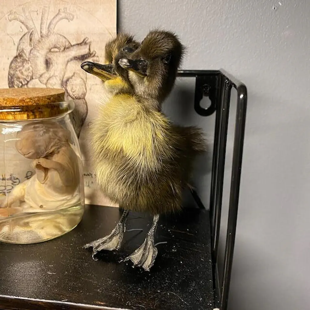Two Headed Brown Taxidermy Duckling, Taxidermy Baby Duck, Anas ...