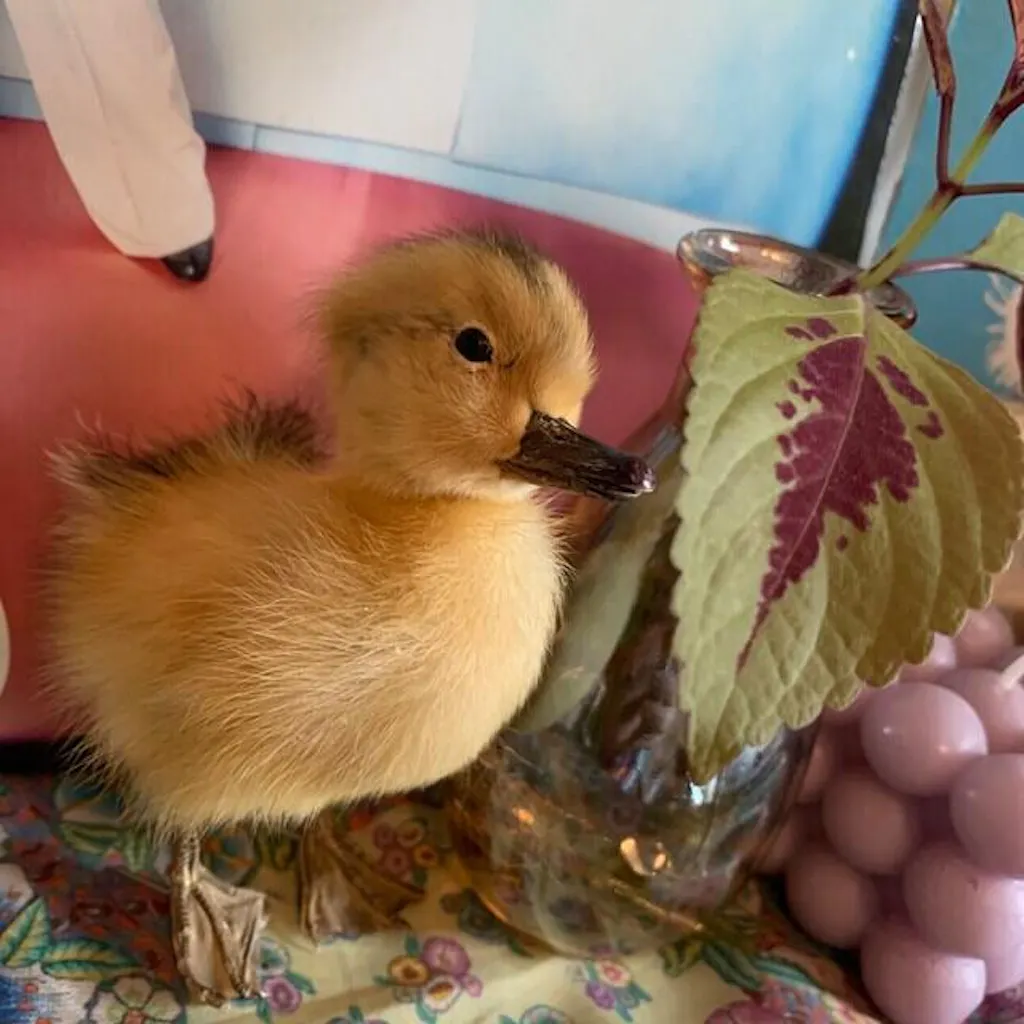 Yellow Taxidermy Duckling, Taxidermy Baby Duck, Anas platyrhynchos ...