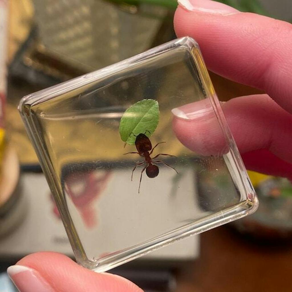 Ant with Leaf in Resin, Pheidologeton divrersus - Insects In Resin