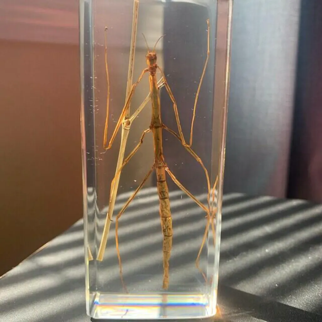 Walking Stick Insect In Resin Phraortes Biconiferus Insects In Resin