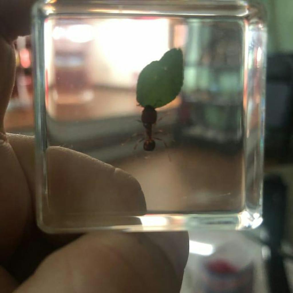 Ant with Leaf in Resin, Pheidologeton divrersus - Insects In Resin