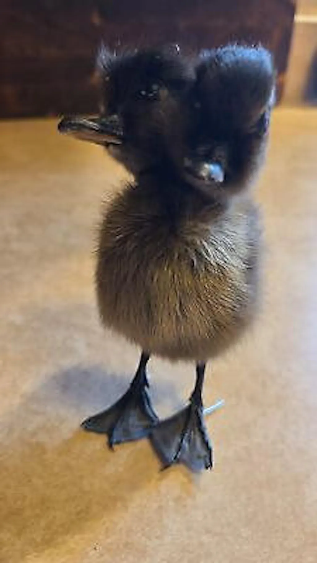 Two Headed Brown Taxidermy Duckling, Taxidermy Baby Duck, Anas ...