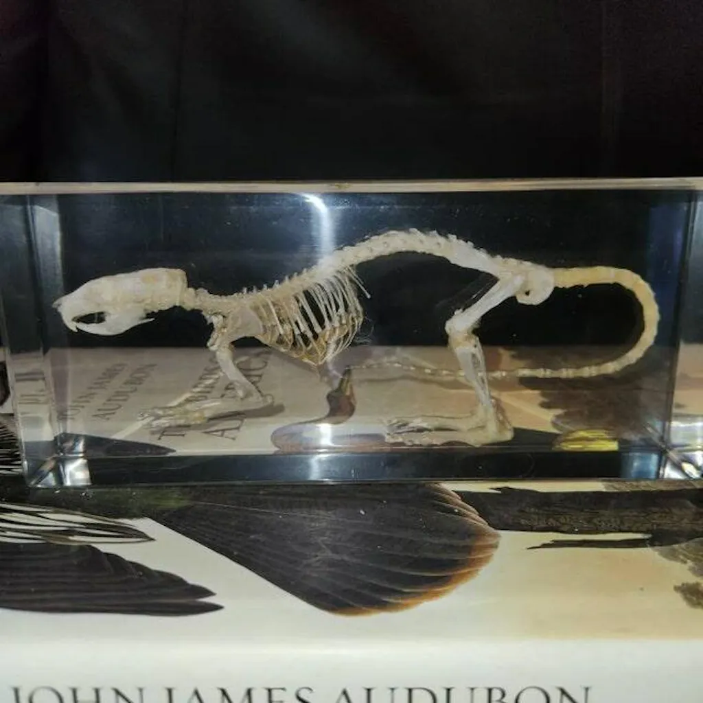 Rat Skeleton in Resin, Rattus norvegicus - Insects In Resin