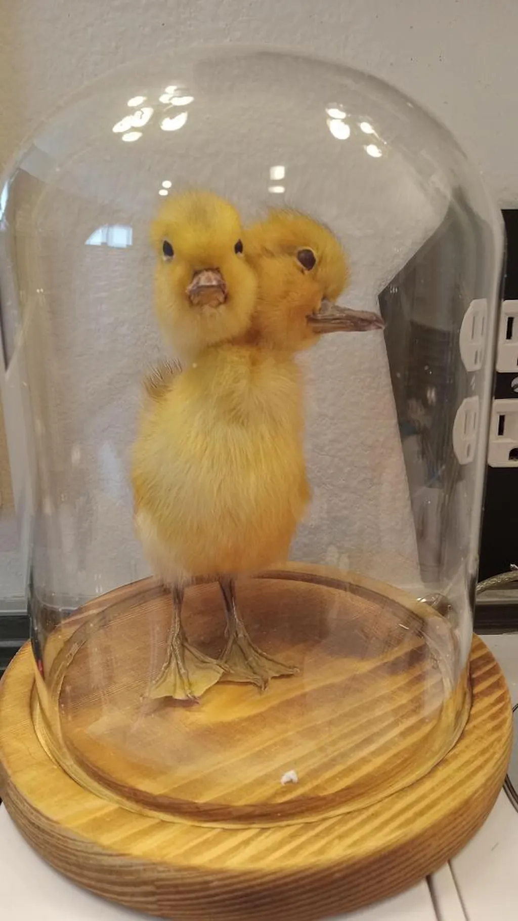 Two Headed Yellow Taxidermy Duckling, Taxidermy Baby Duck, Anas ...