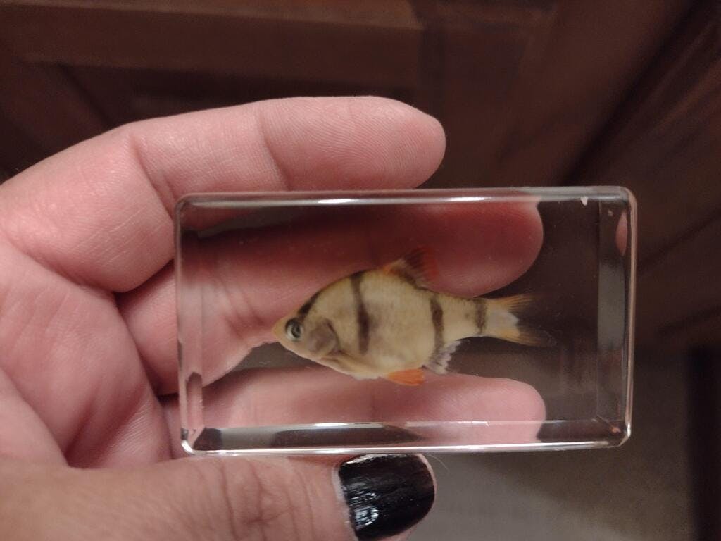 Tiger Barb Fish in Resin, Puntius tetrazona - Insects In Resin