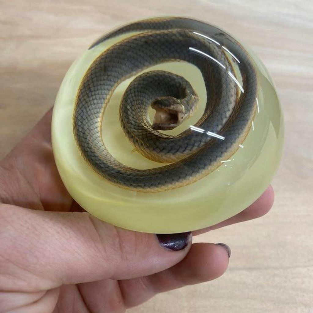 Real Snake in Resin, Glow in the Dark Dome, Enhydris plumbea - Insects ...
