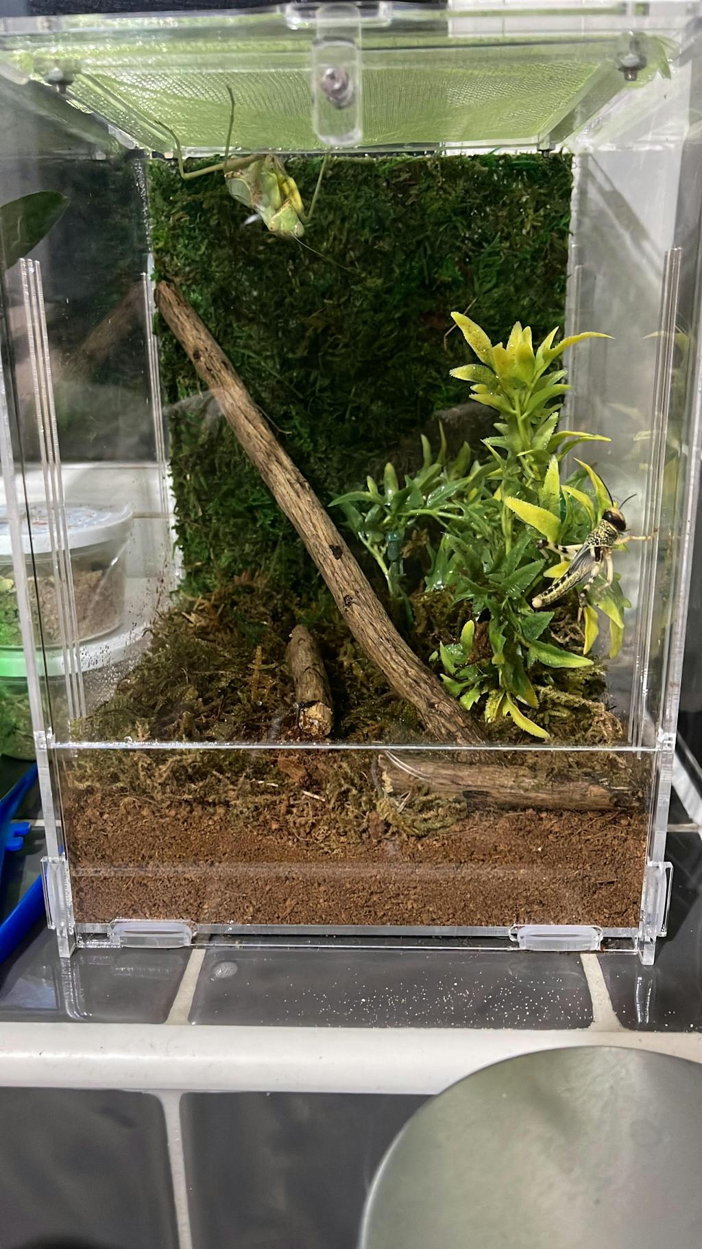 Acrylic Mantis Enclosure