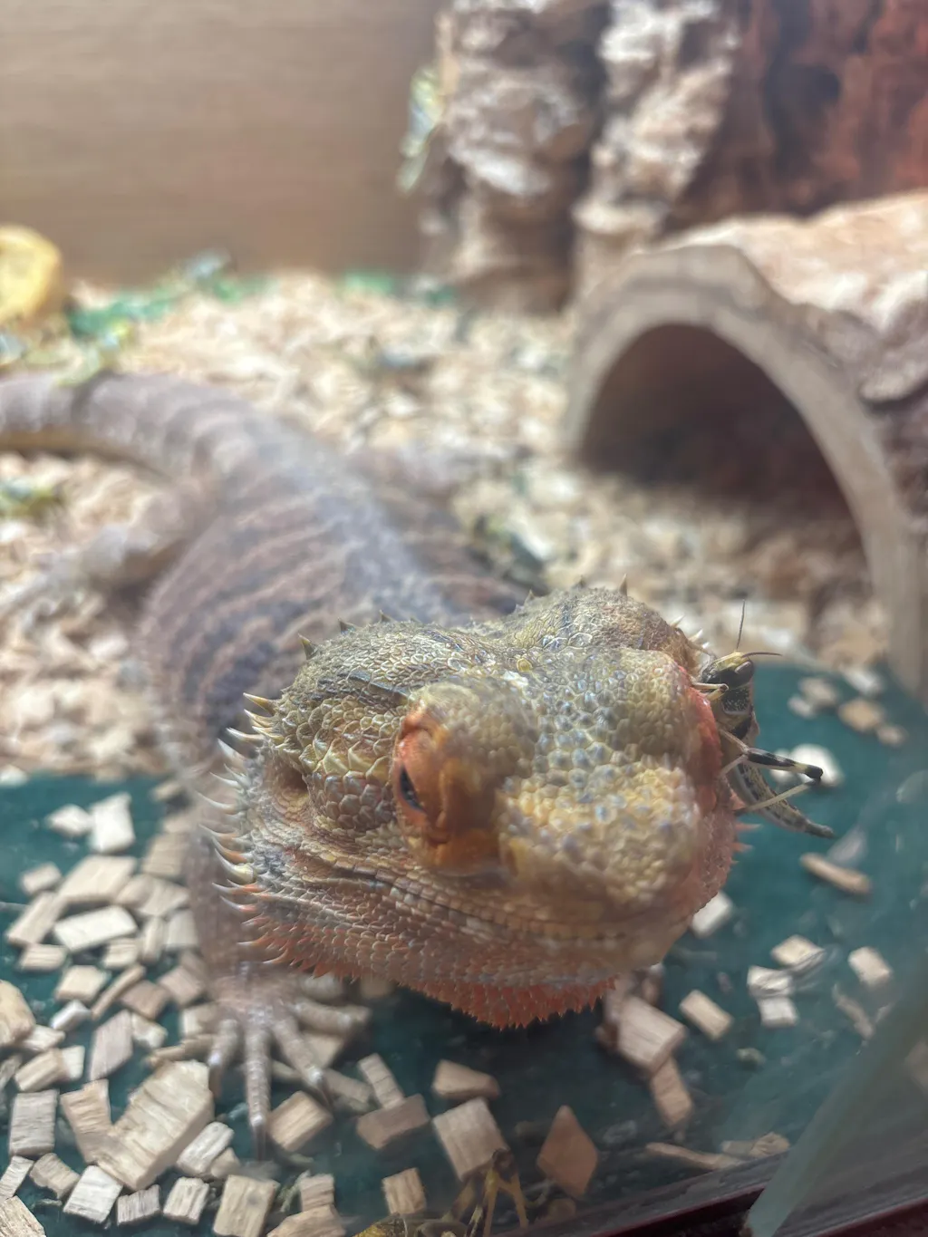 Giant African Land Snail Care Sheet