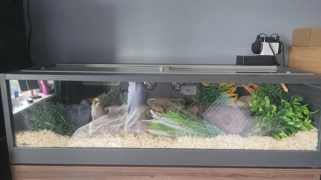 Giant African Land Snail Care Sheet