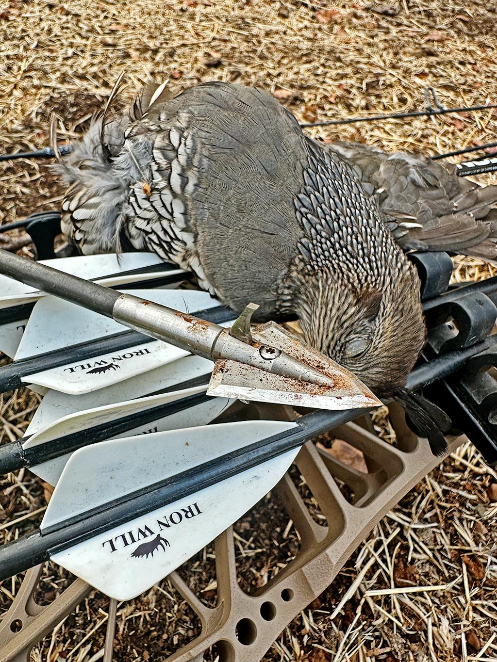 Best Turkey Broadhead - Small Game | Iron Will Outfitters