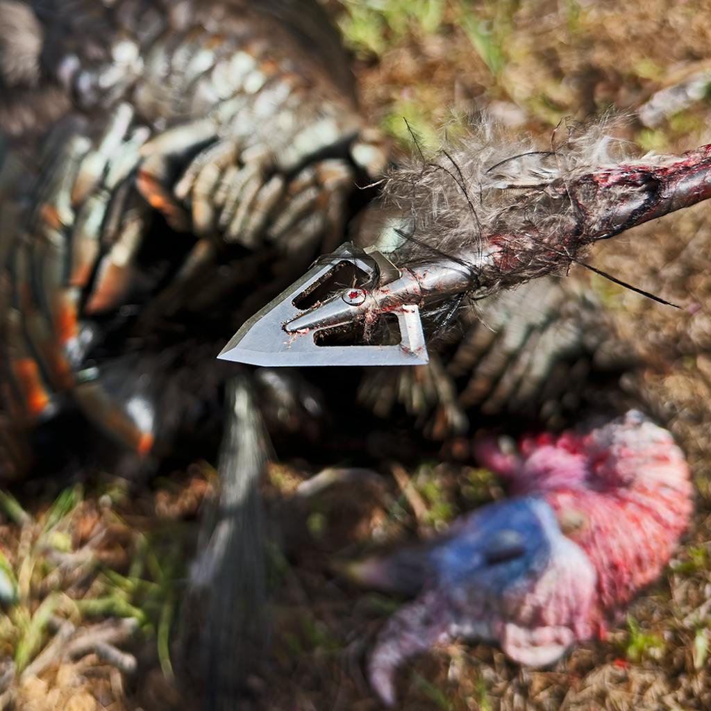Best Turkey Broadhead - Small Game | Iron Will Outfitters